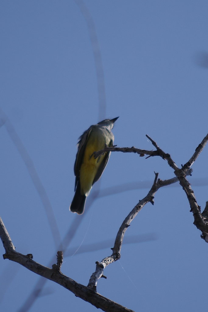Kingbirds from Lagos de Moreno, Jal., México on November 29, 2025 at 01 ...