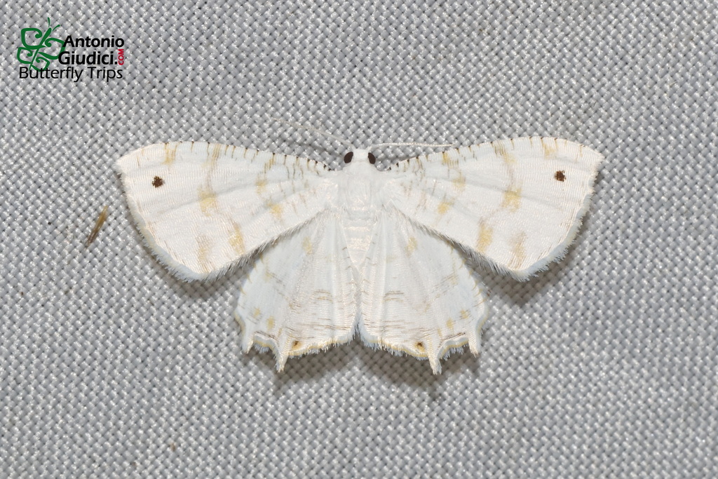Epiplema fulvilinea from Khlong Nam Lai, Khlong Lan District, Kamphaeng ...