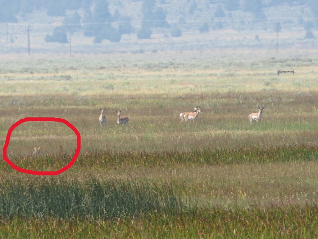 Coyote from Sierra Valley, California 96129, USA on July 13, 2025 at 10 ...