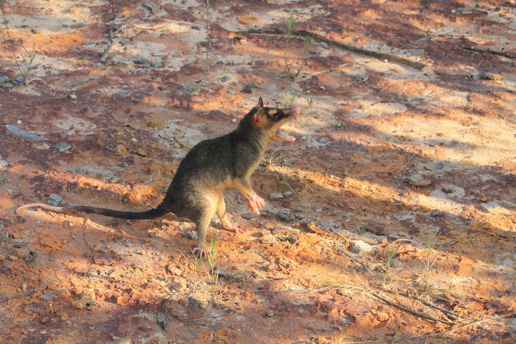 Gray Four-eyed Opossum in November 2019 by Luis Angel Aguilar Orea ...