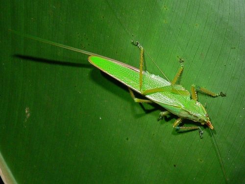 Copiphora hastata · iNaturalist Mexico