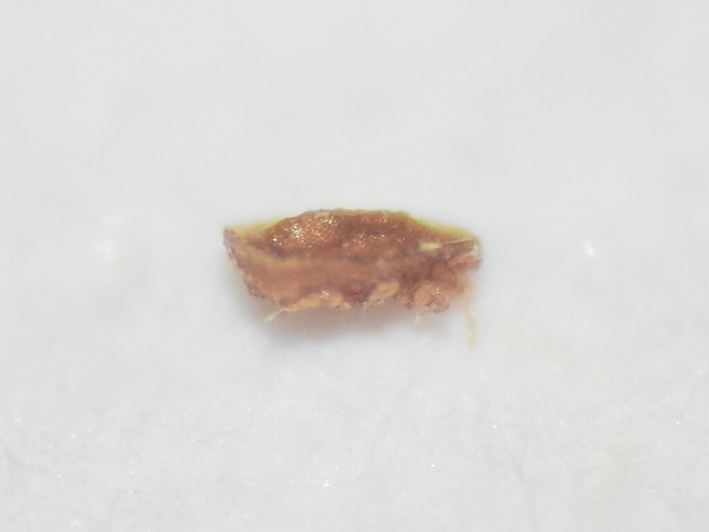 Uropodoidea from Talegalla Weir QLD 4650, Australia on December 1, 2025 ...