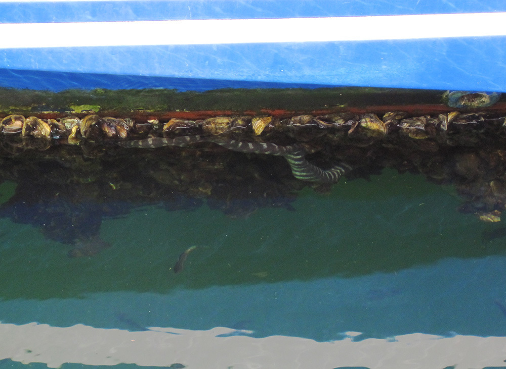 Marine File Snake from Subic Bay Yacht Club marina on December 1, 2013 ...