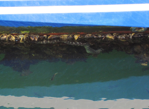 Aquatic File Snakes (Acrochordidae) - Snakes and Lizards