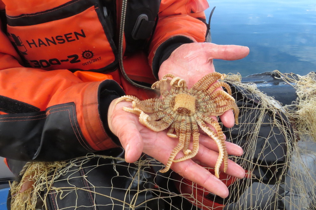 Antarctic Sun starfish from Antarctica on February 09, 2019 at 09:19 AM ...