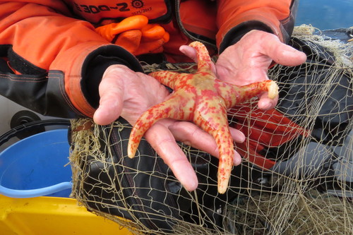 Genus Perknaster · iNaturalist