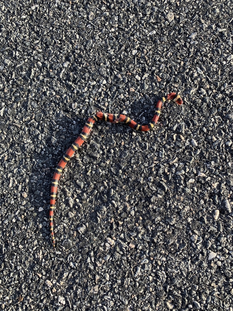 Scarlet Kingsnake in January 2020 by Noah Fields · iNaturalist