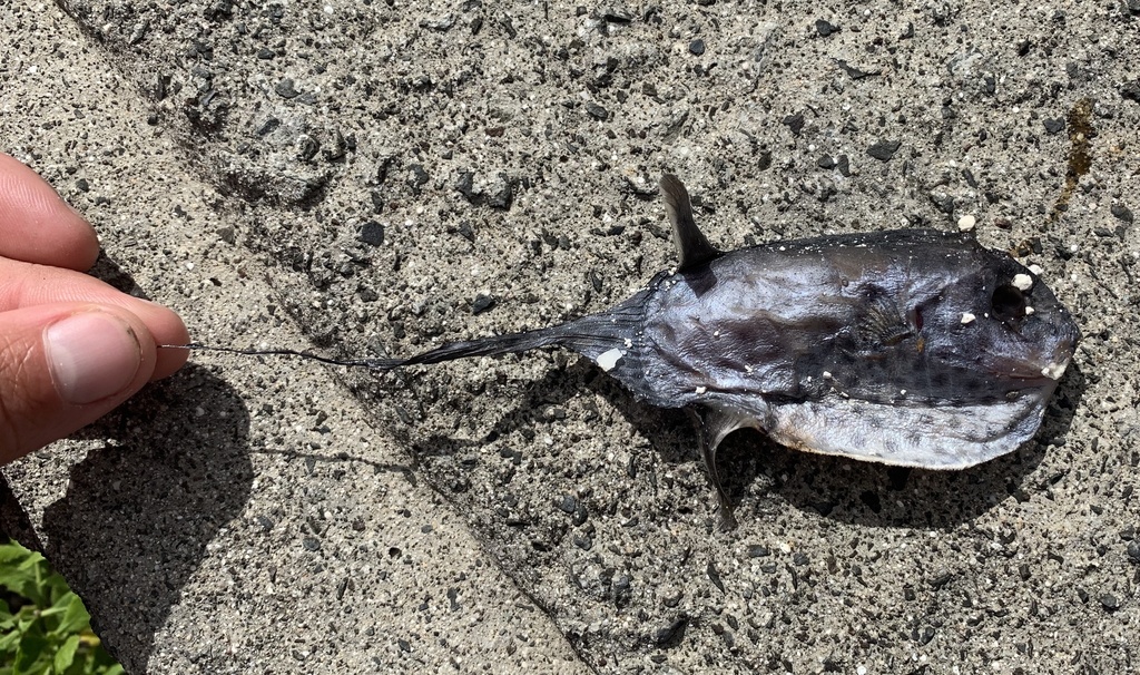 Sharptail Mola (Masturus lanceolatus) - Marine Life Identification