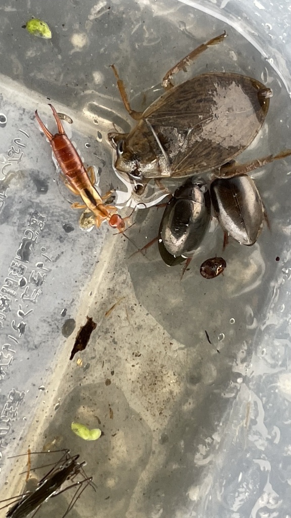 Proreus simulans in October 2025 by tofuinsect · iNaturalist