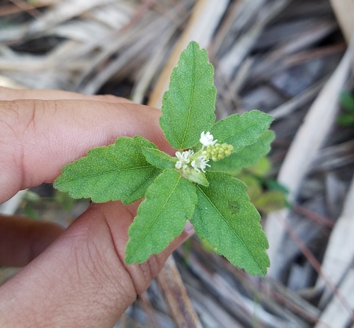Variety Croton glandulosus arenicola · iNaturalist