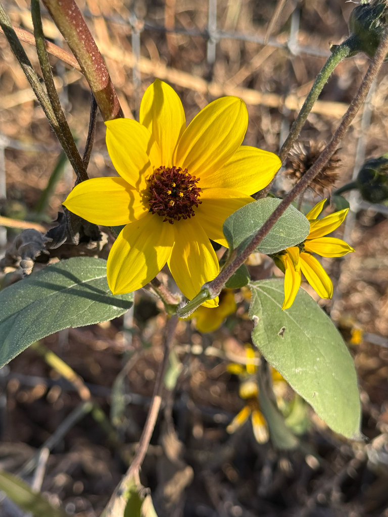 Common Sunflower from S 1100 W, Hurricane, UT, US on November 29, 2025 ...