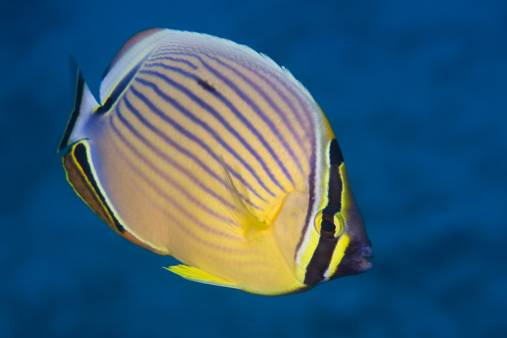 Redfin Butterflyfish (Reef Fish of the Hawaiian Islands) · iNaturalist