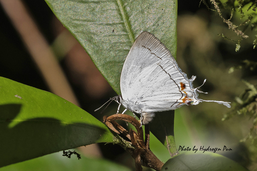 Genus Etesiolaus · iNaturalist