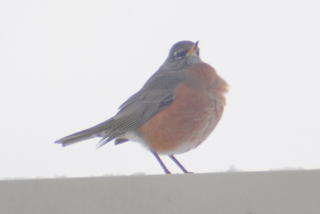 American Robin from Logan, Spokane, WA, USA on January 13, 2020 at 03: ...