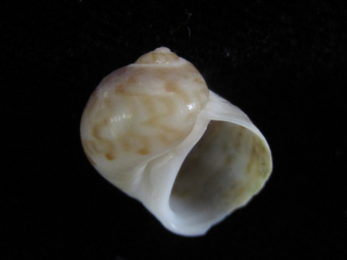 Notocochlis cernica · iNaturalist