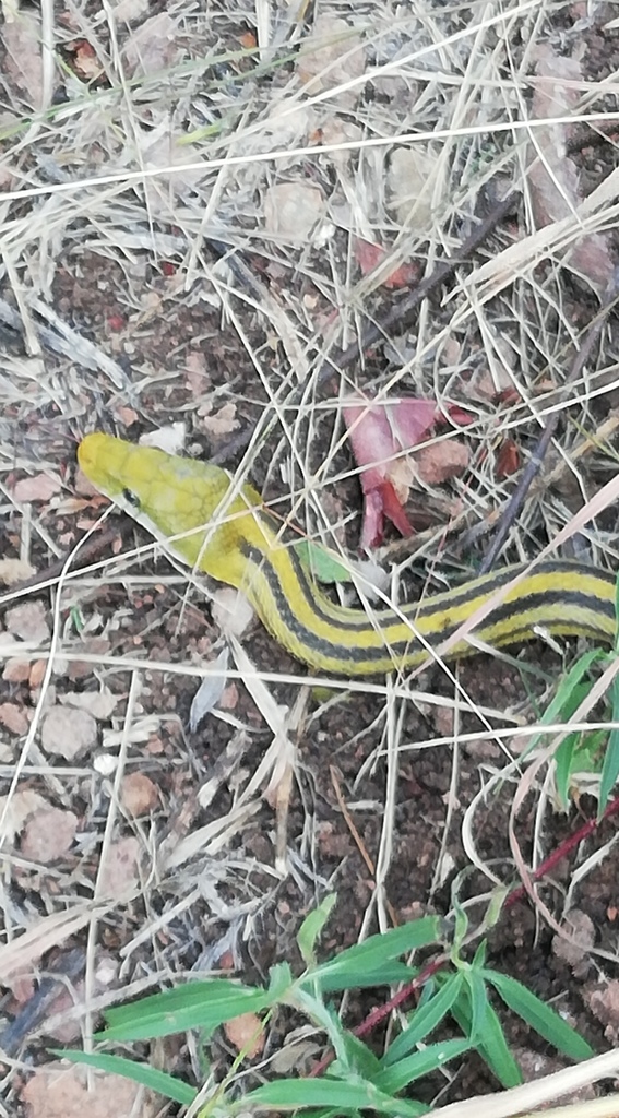 Green Rat Snake from Monte Escobedo, Zac., México on December 31, 2019 ...