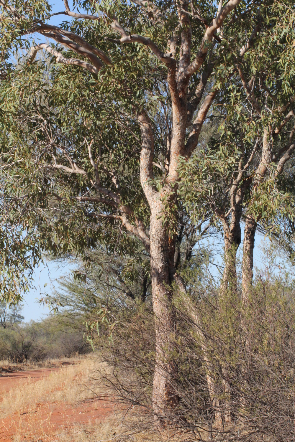Corymbia terminalis (F.Muell.) K.D.Hill & L.A.S.Johnson