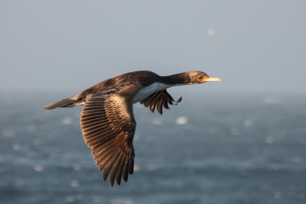 Bounty Shag from Bounty Islands, New Zealand on November 25, 2019 at 03 ...