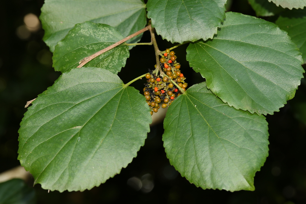 Roundleaf Wild-Mulberry (Knysna - Locally Indigenous Trees Available in ...