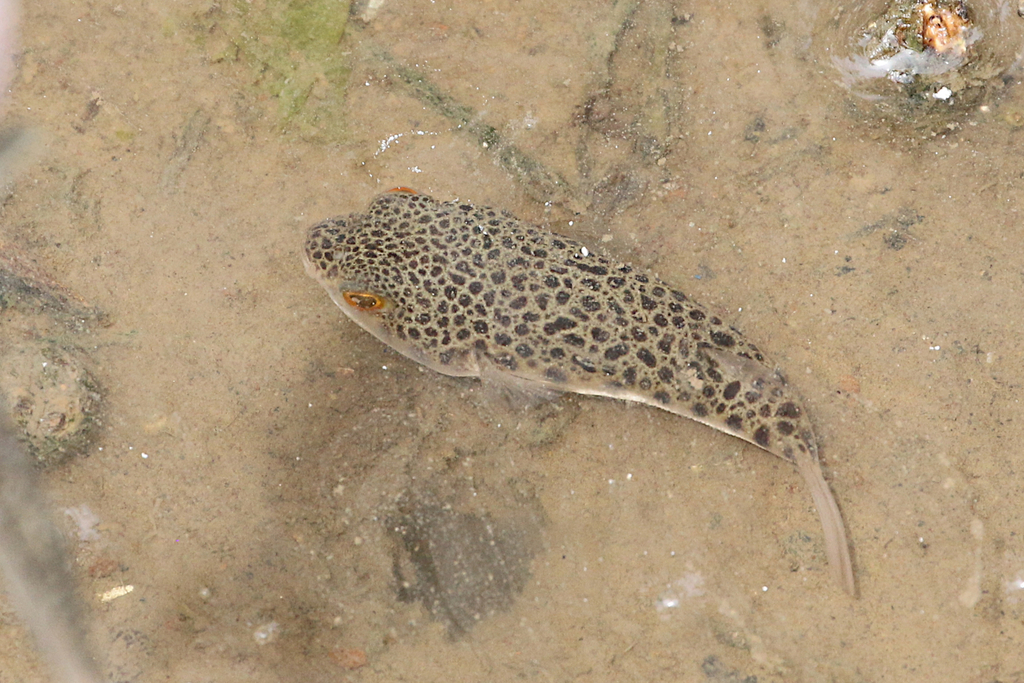 Common Toadfish from Lota Creek Boardwalk, QLD, Australia on January 14 ...