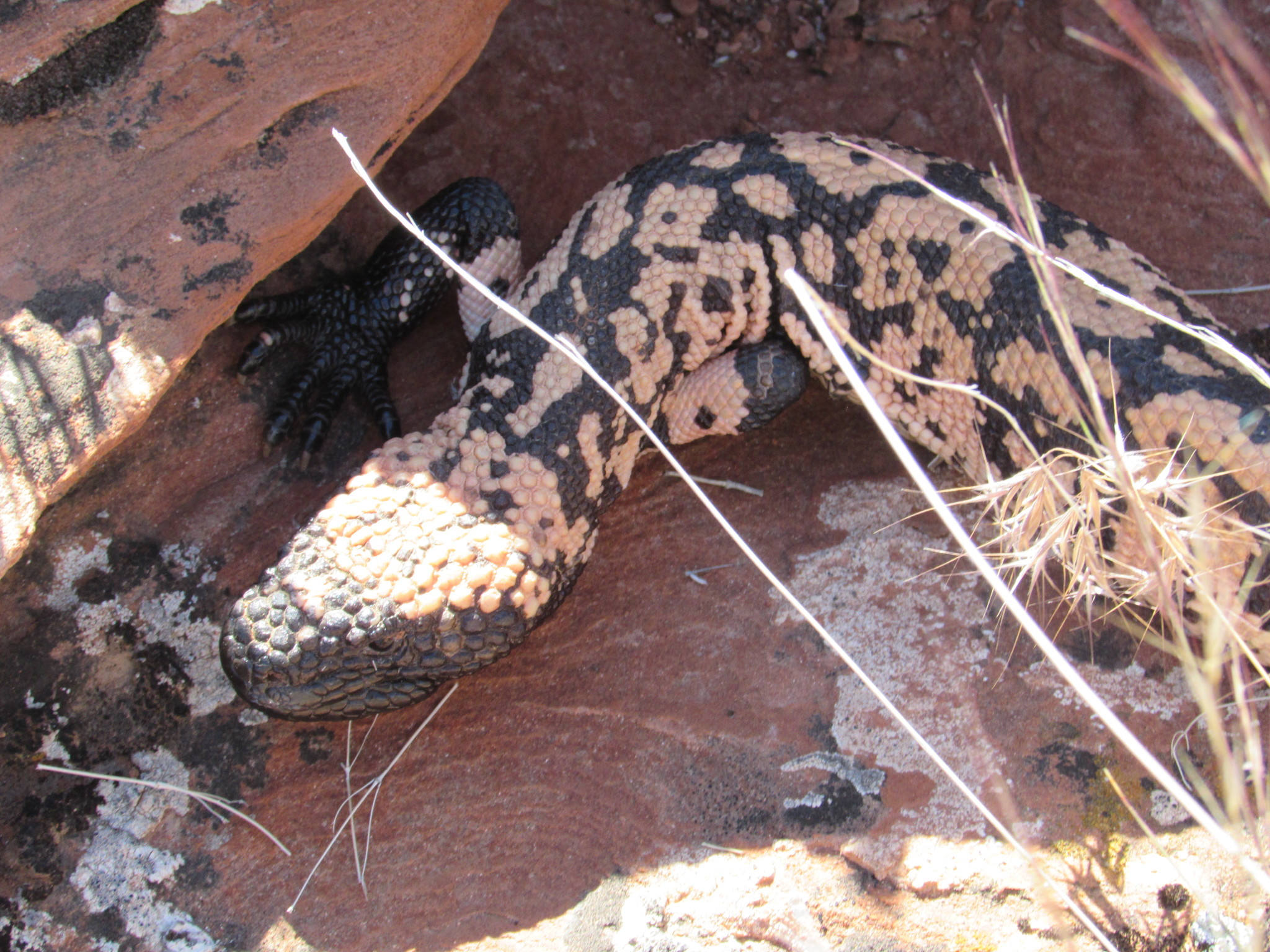 Heloderma suspectum cinctum Bogert & Martín Del Campo, 1956