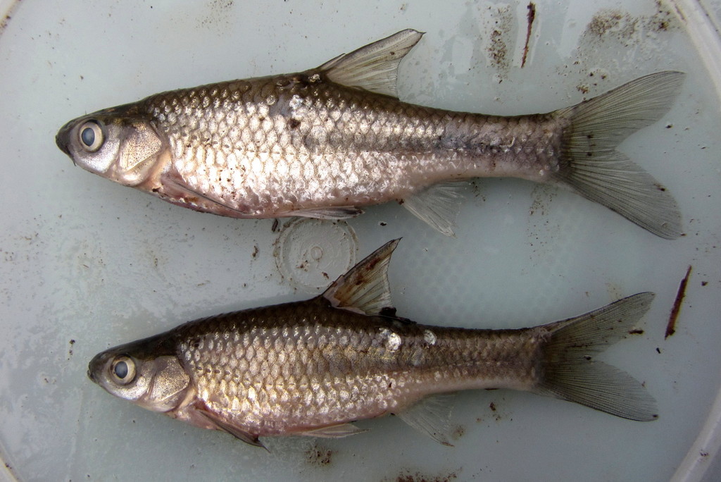 Straightfin Barb (Enteromius paludinosus) - Marine Life Identification