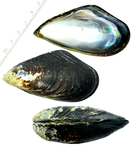 Mytilus unguiculatus · iNaturalist
