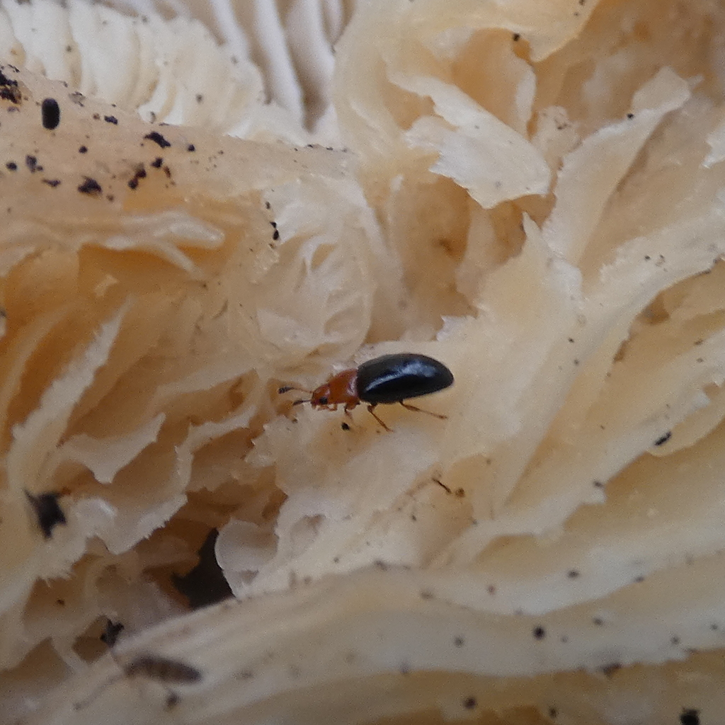 Triplax flavicollis from Baton Rouge, LA, USA on December 1, 2025 at 02 ...