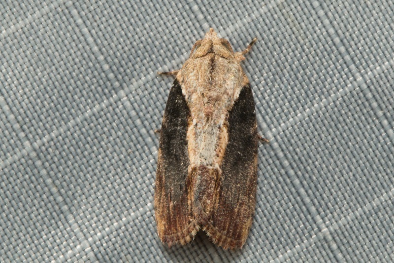 Pigeonpea Pod Borer from Fraser's Hill, Pahang, Malaysia on February 19 ...