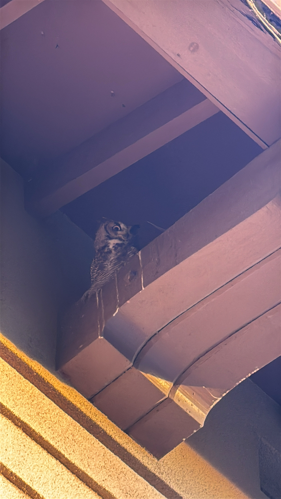 Great Horned Owl from Citrus Dr, Riverside, CA, US on December 1, 2025 ...