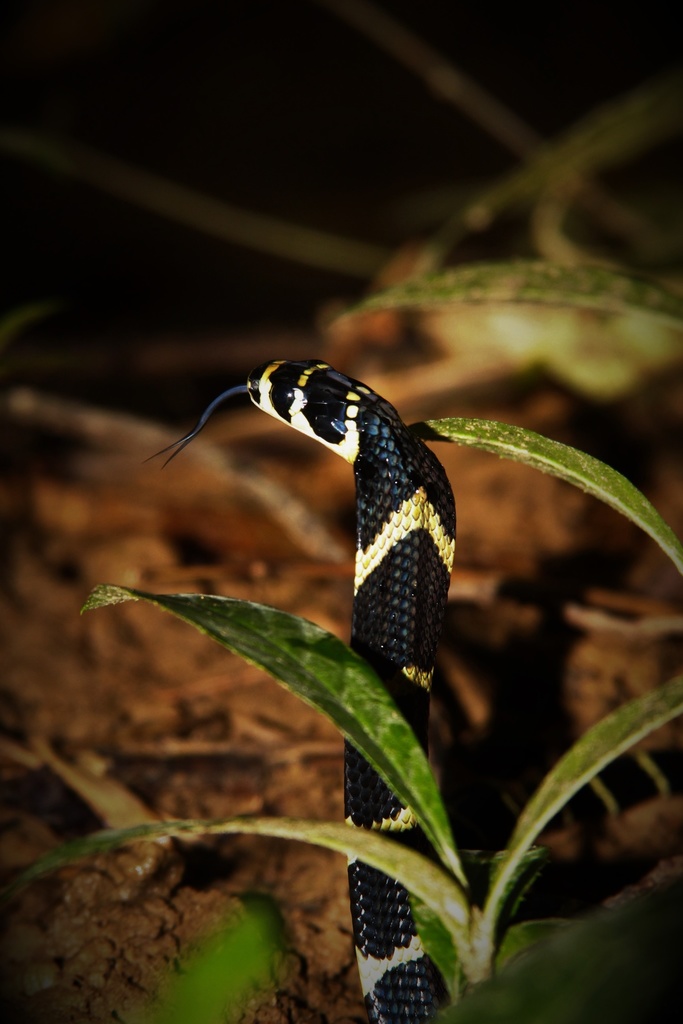 Northern King Cobra from Xã Phú Lý, H. Vĩnh Cửu, Tỉnh Đồng Nai, VN on ...
