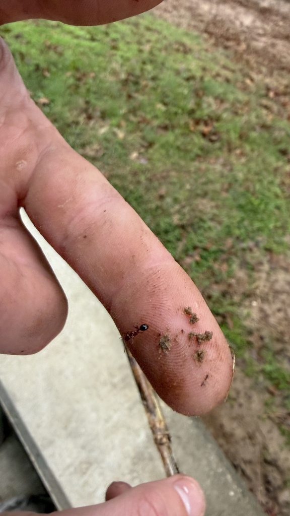 Red Imported Fire Ant from Gary Halter Nature Center, College Station ...