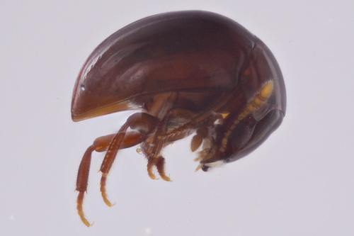 Agathidium mollinum · NaturaLista Colombia