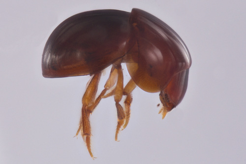 Agathidium framea · iNaturalist