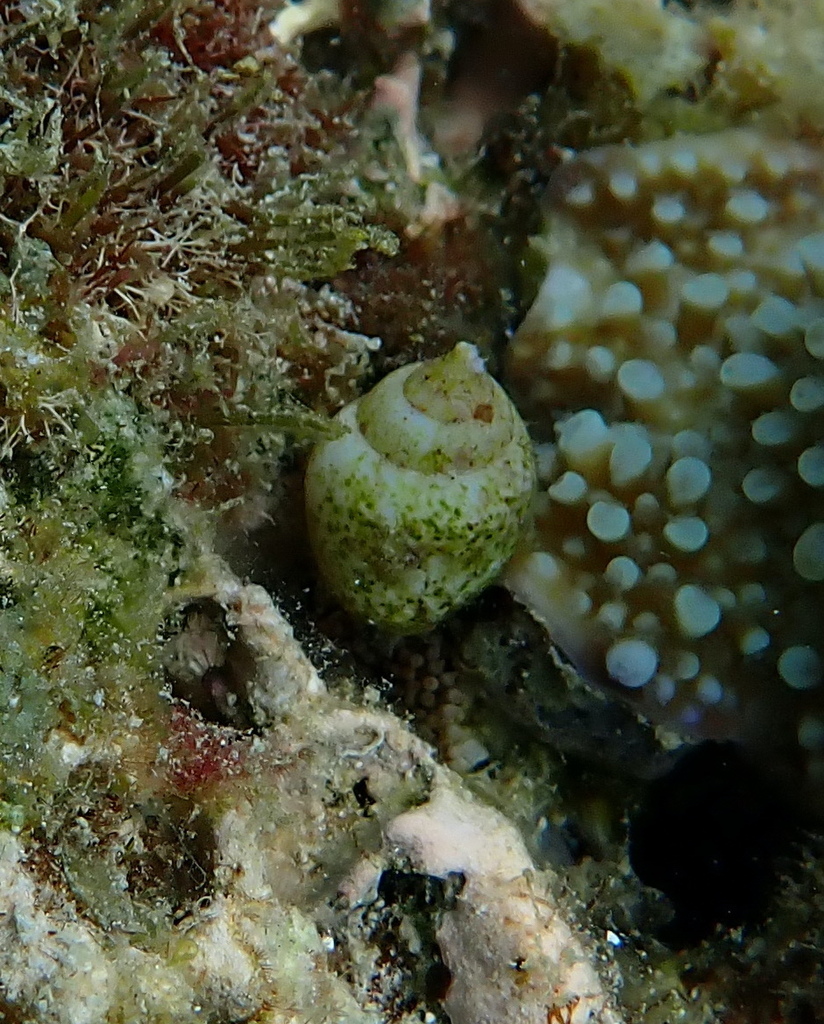 Dotted Dove Shell from Ellison Reef on November 9, 2025 at 09:28 AM by ...