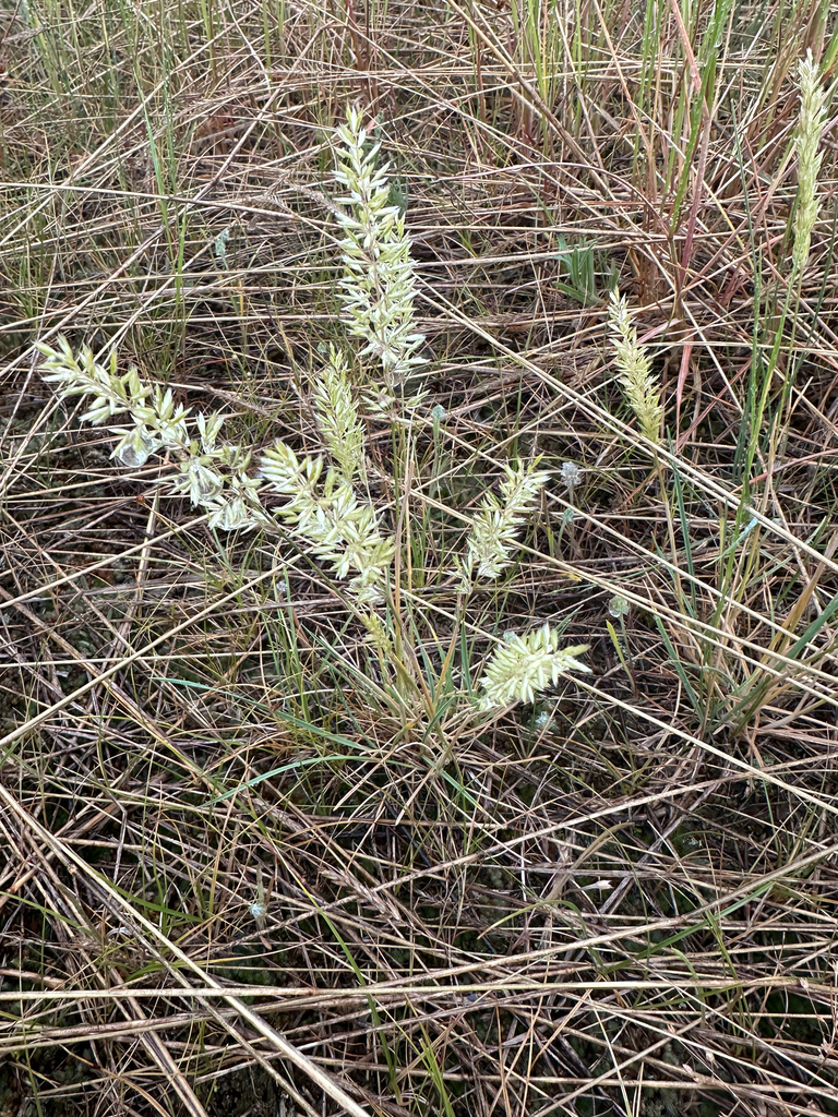Prairie Junegrass from Range Rd 160, Newell County, AB, CA on June 12 ...