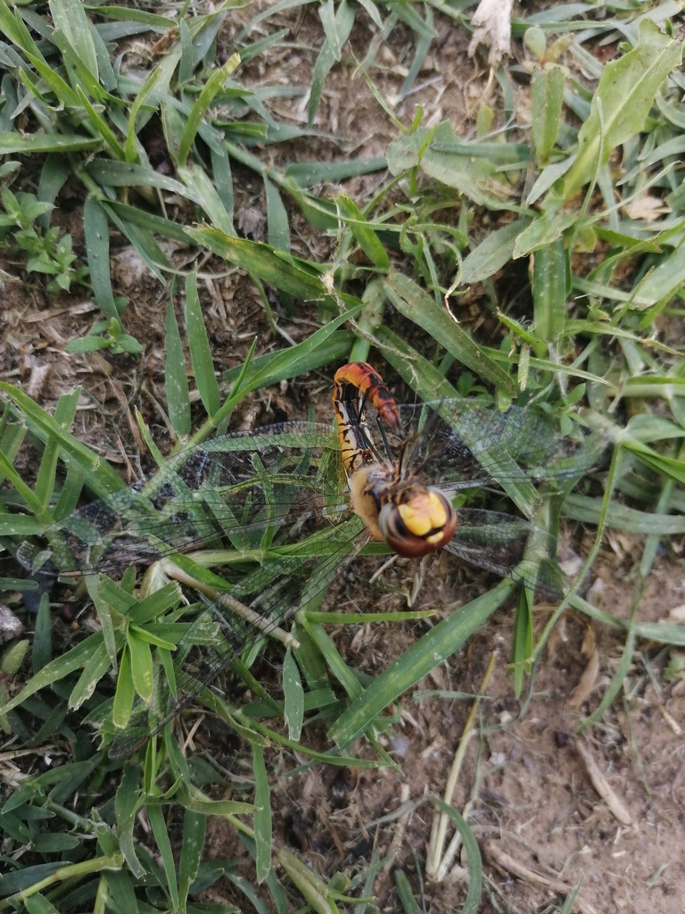 Wandering Glider from Ladybrand, 9745, South Africa on December 20 ...