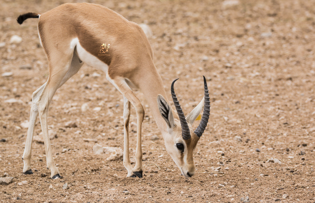 Typical Antelopes (Antilopini) - Know Your Mammals