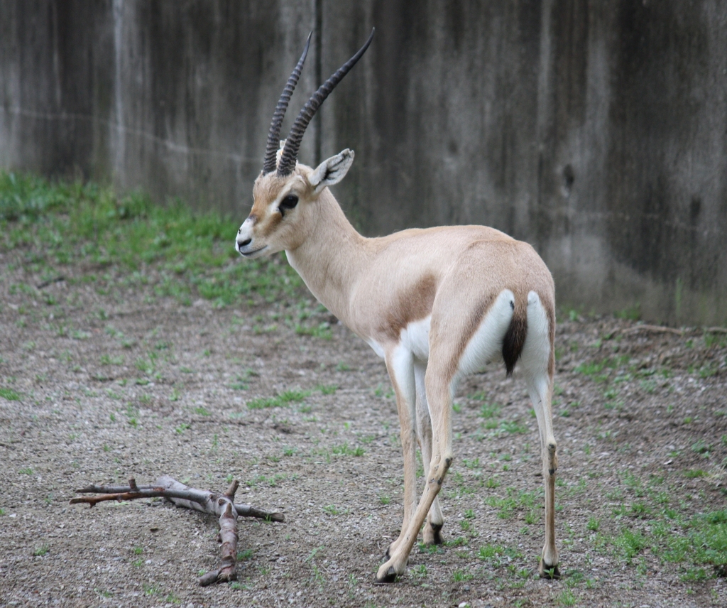 Rhim Gazelle (Gazella leptoceros) - Know Your Mammals