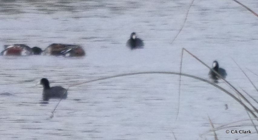 American Coot from Arthur Pack Park, Tucson, Arizona, USA on December ...