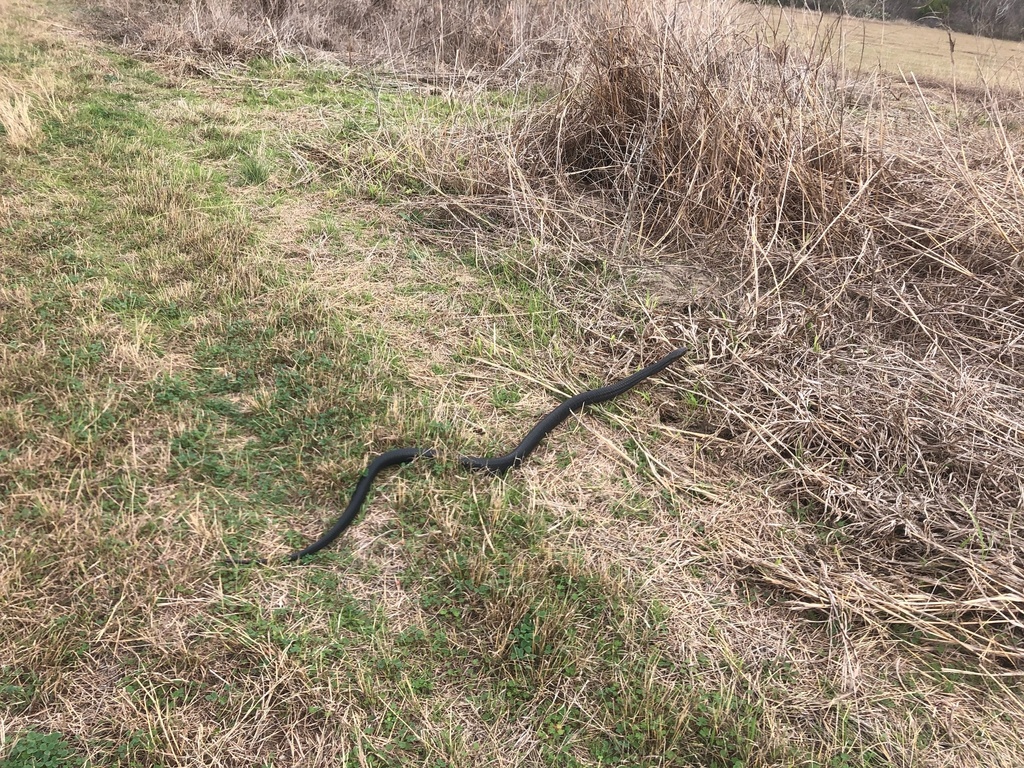 Texas Indigo Snake in January 2020 by johnwilliams · iNaturalist