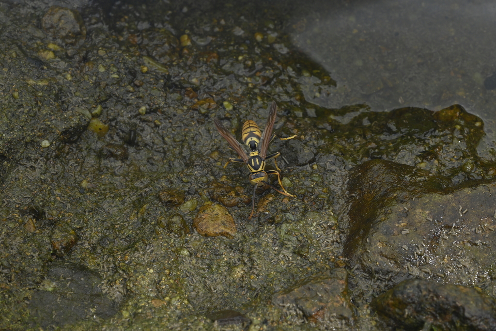 Rothney's Paper Wasp from Hangzhou, CN-ZJ, CN on November 29, 2025 at ...