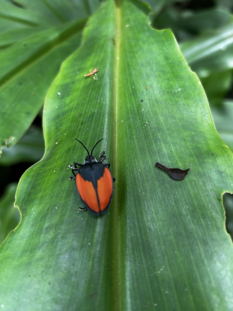 Pseudocalaspidea cassidea from Departamento de Loreto, PE on November ...