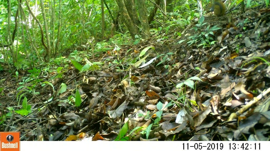 Deppe's Squirrel from Ejido Niños Héroes, Tenosique, Tab., México on ...