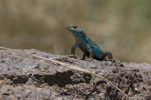 Blue Tree Iguana (Liolaemus coeruleus) - Snakes and Lizards