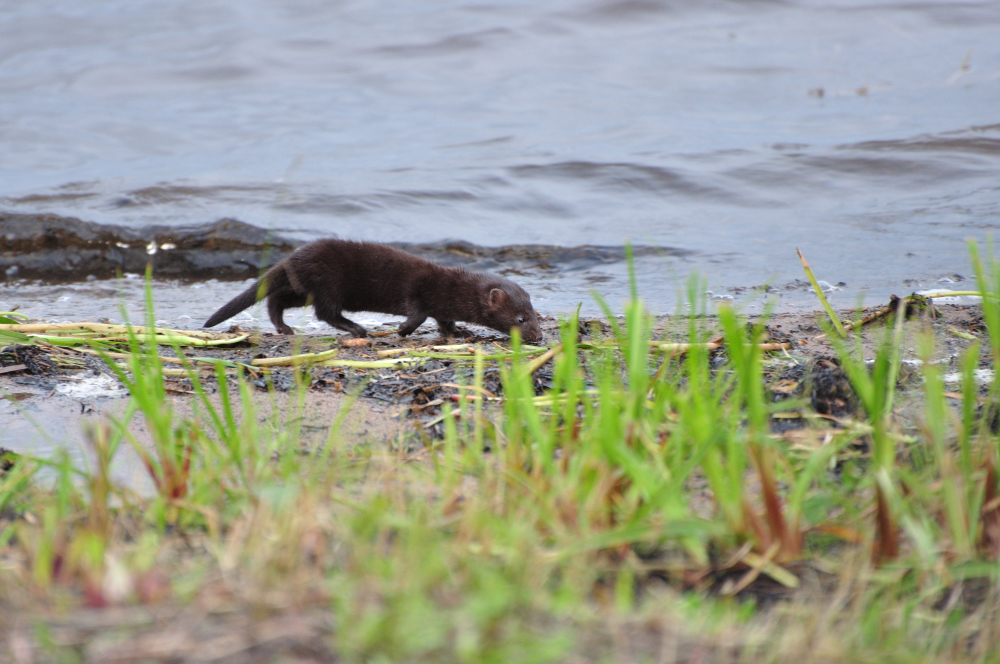 American Mink from Division No. 10, NL, Canada on August 6, 2015 at 04: ...