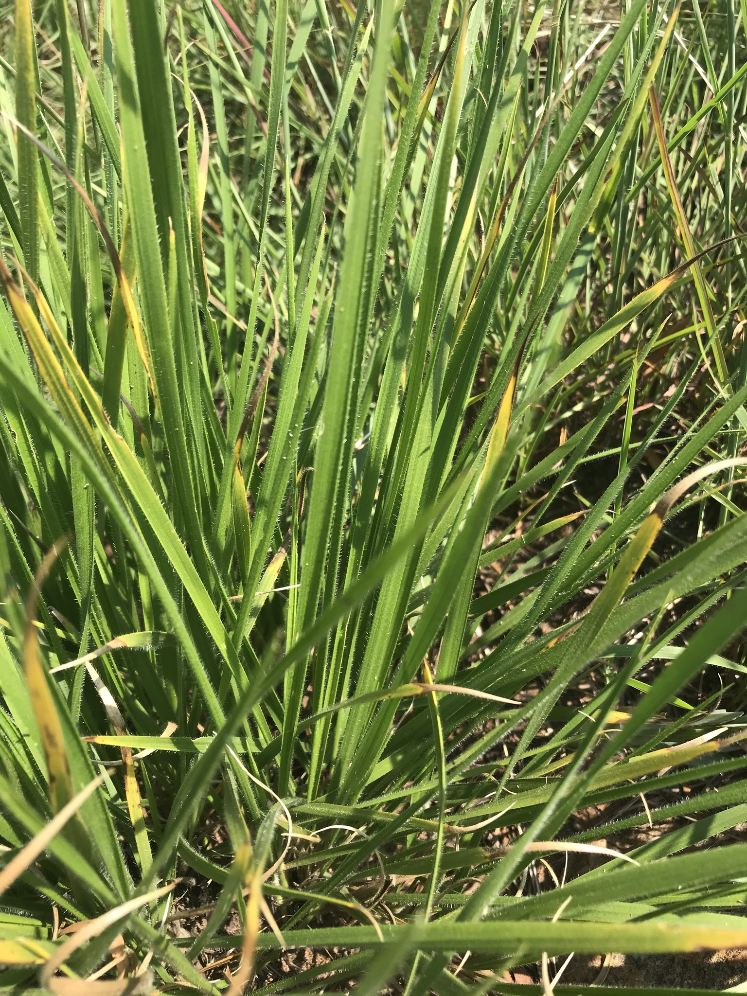 Alloteropsis semialata subsp. eckloniana (Lehm.) Gibbs Russ.