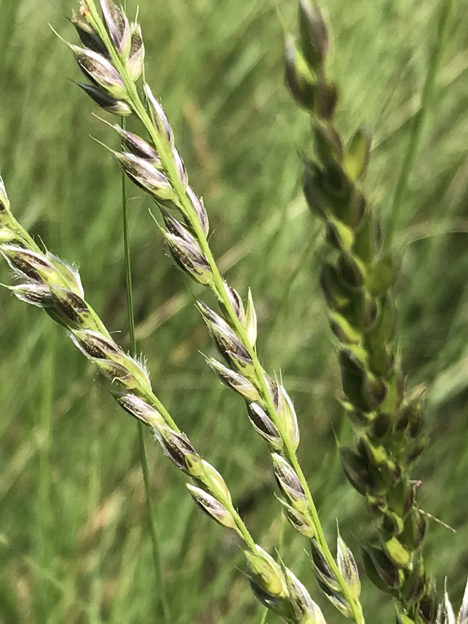 Alloteropsis semialata subsp. eckloniana (Lehm.) Gibbs Russ.