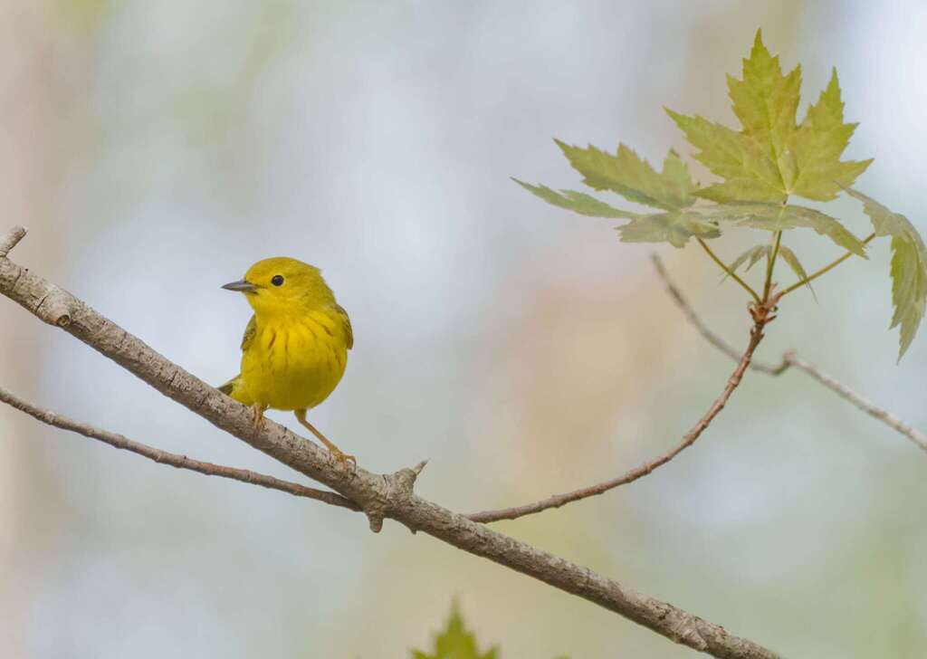 Northern Yellow Warbler from Hampton, NB, Canada on May 18, 2024 at 03: ...