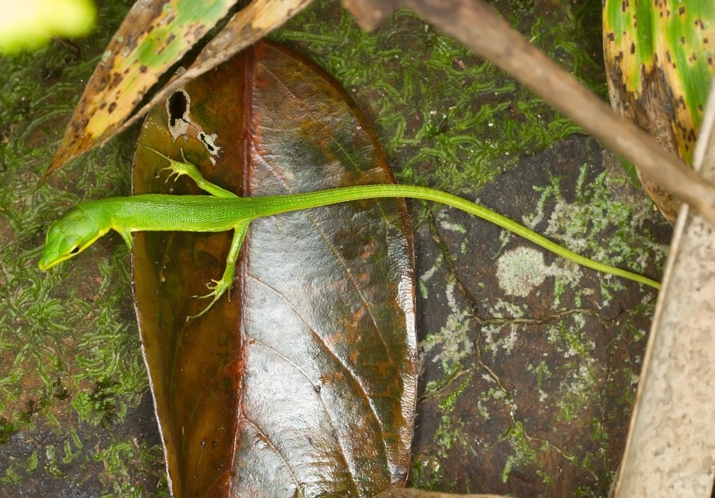Sakishima Grass Lizard in November 2010 by Geir Drange · iNaturalist